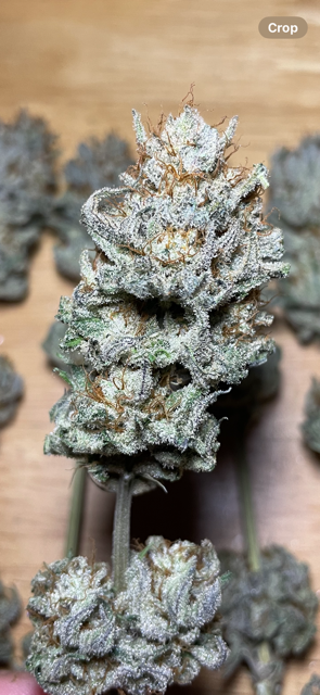 Violet Gas Kush F4 - URUZ SEEDS